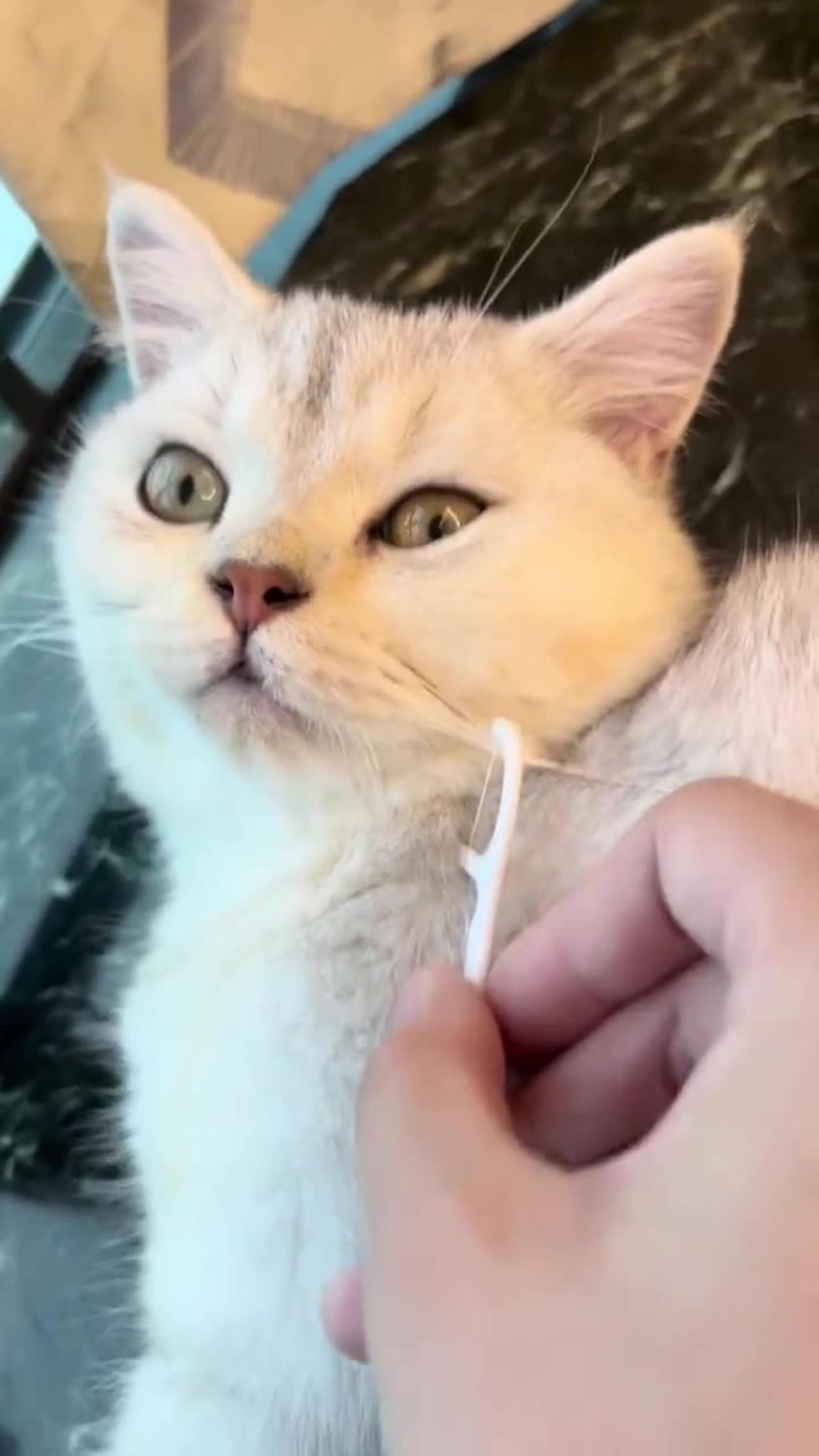 Cute and little funny cat - One News Page VIDEO