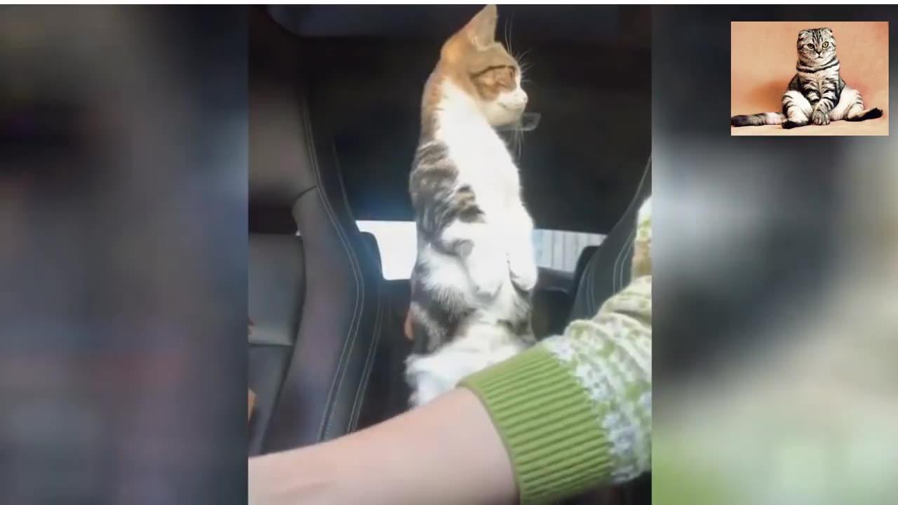 REALLY FUNNY CATS!! TRY NOTTO LAUGH - One News Page VIDEO