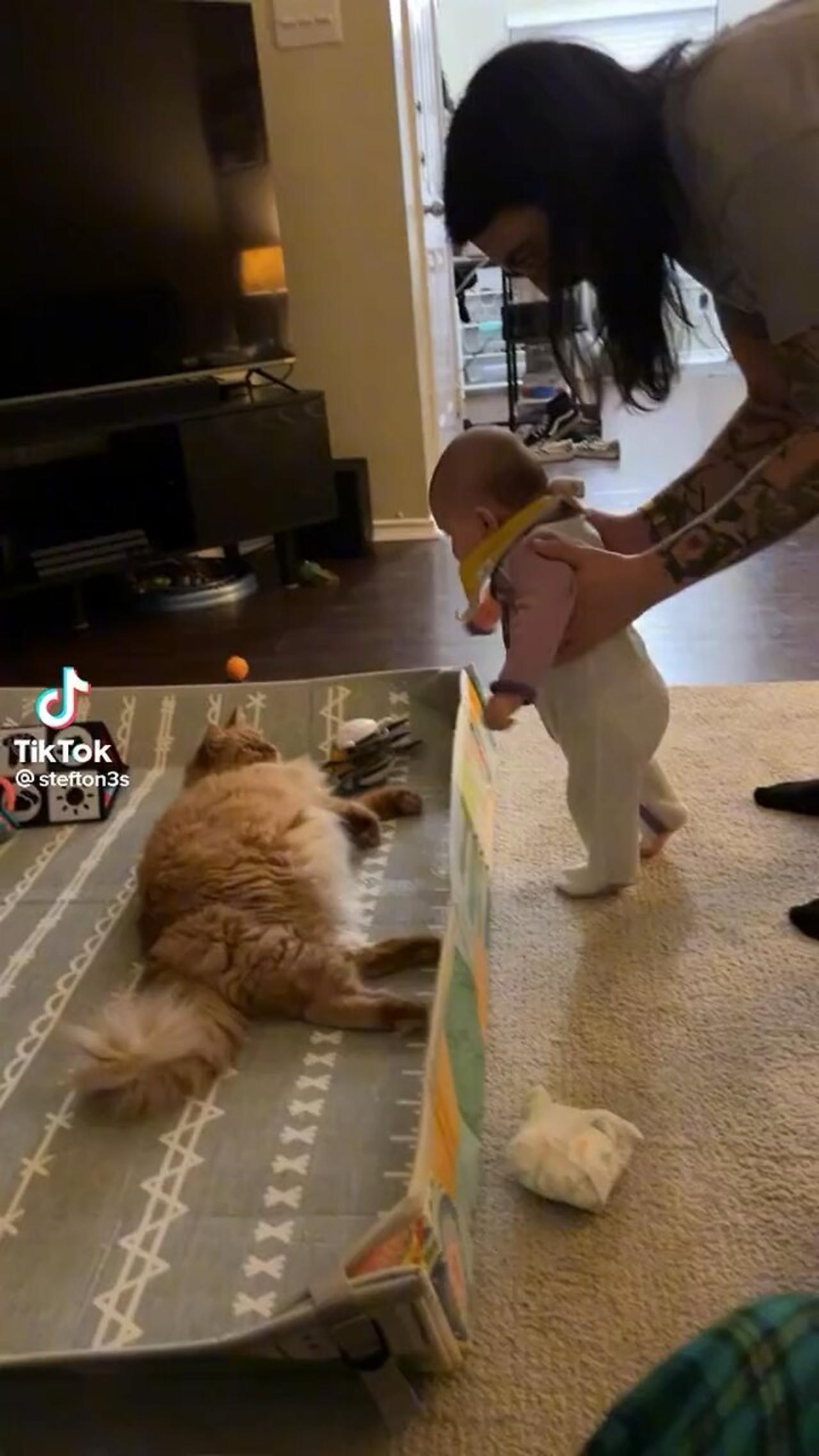 Cat vs Baby - One News Page VIDEO
