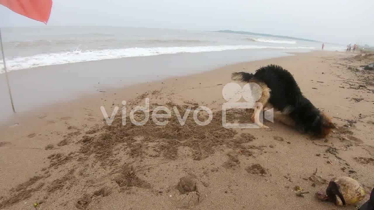 german shepherd dog scratching the beach sand K - One News Page VIDEO