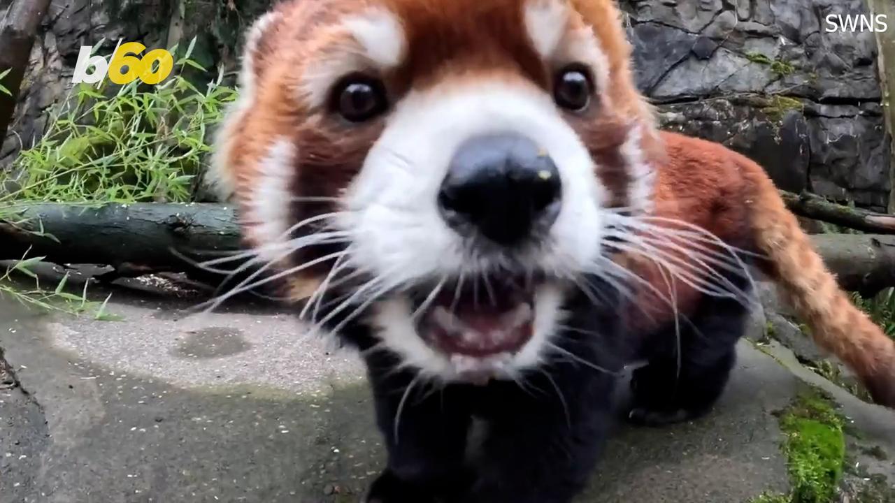 This Red Panda Bear is a Vibe and This Must-see - One News Page VIDEO