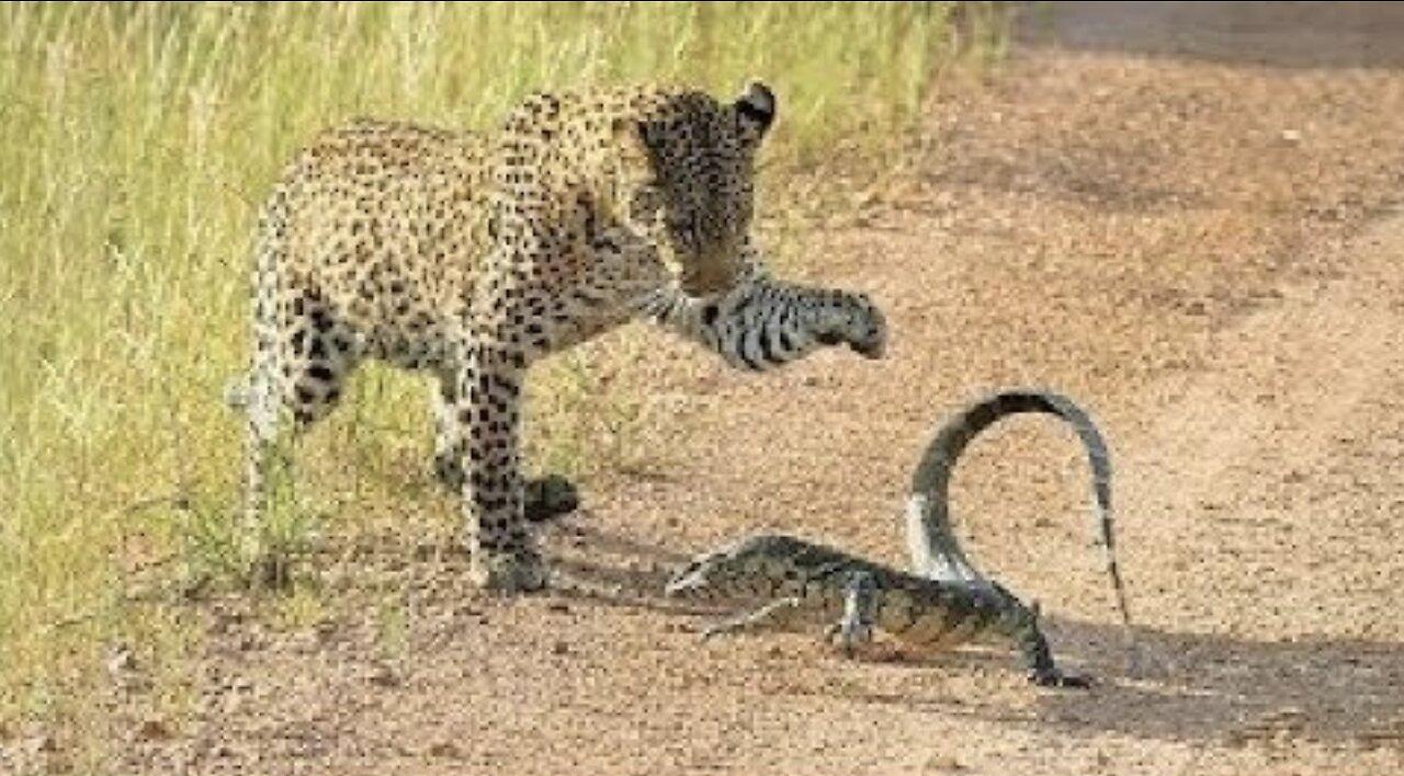Leopard vs Monitor Lizard Real Fight | Hungry - One News Page VIDEO