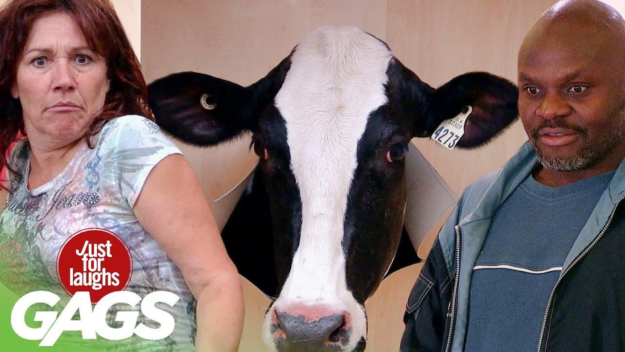 Best of Animal Pranks Vol. 5 | Just For Laughs - One News Page VIDEO