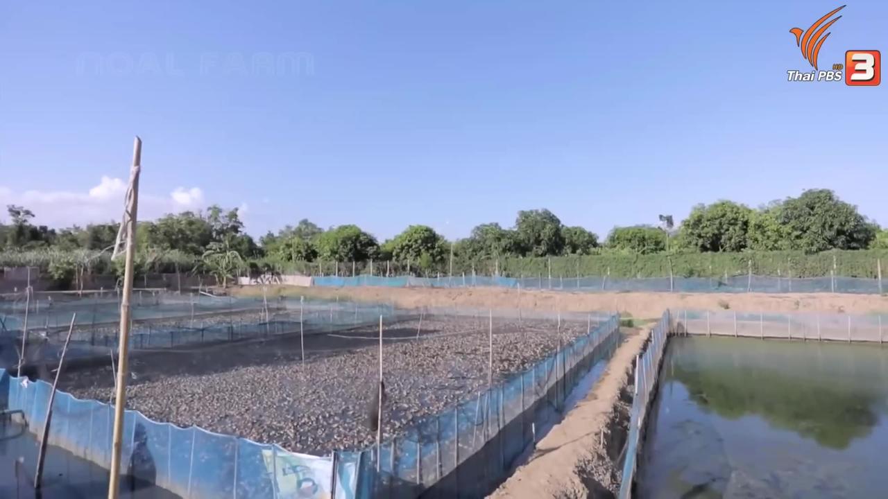 How Asian Farmers Raised Millions of Frogs and - One News Page VIDEO