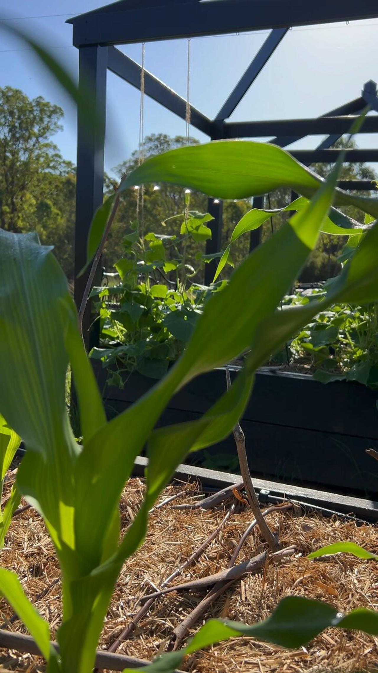 A moment in the SW Corn Patch - One News Page VIDEO