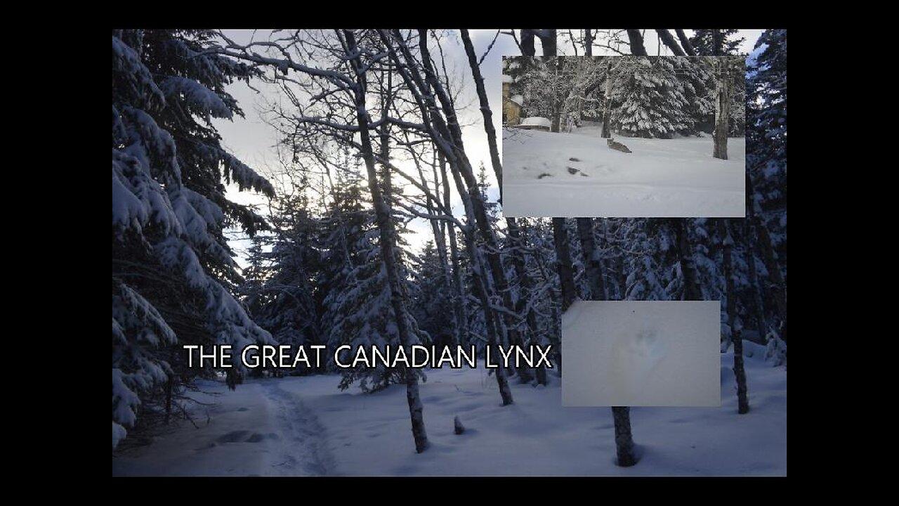 The Great Canadian Lynx | #lynx #canada - One News Page VIDEO