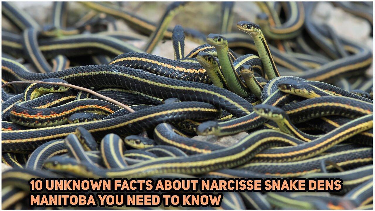 Exploring Narcisse Snake Dens: 10 Fascinating - One News Page VIDEO