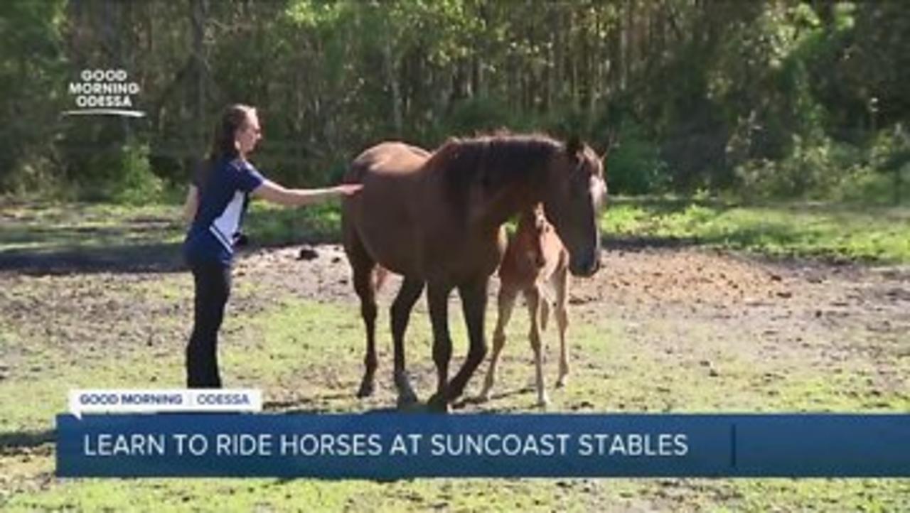 Odessa's Suncoast Stables and Riding - One News Page VIDEO