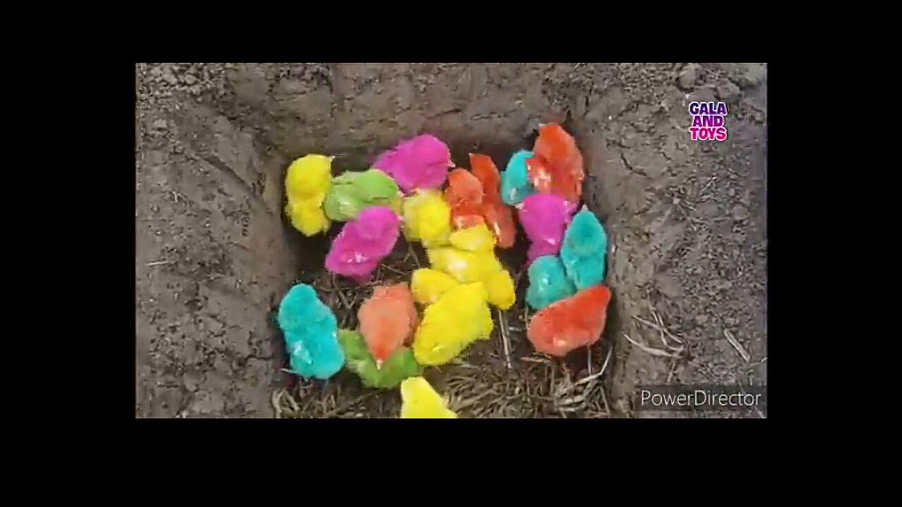 Color full chicks and farms in quality in rumble - One News Page VIDEO