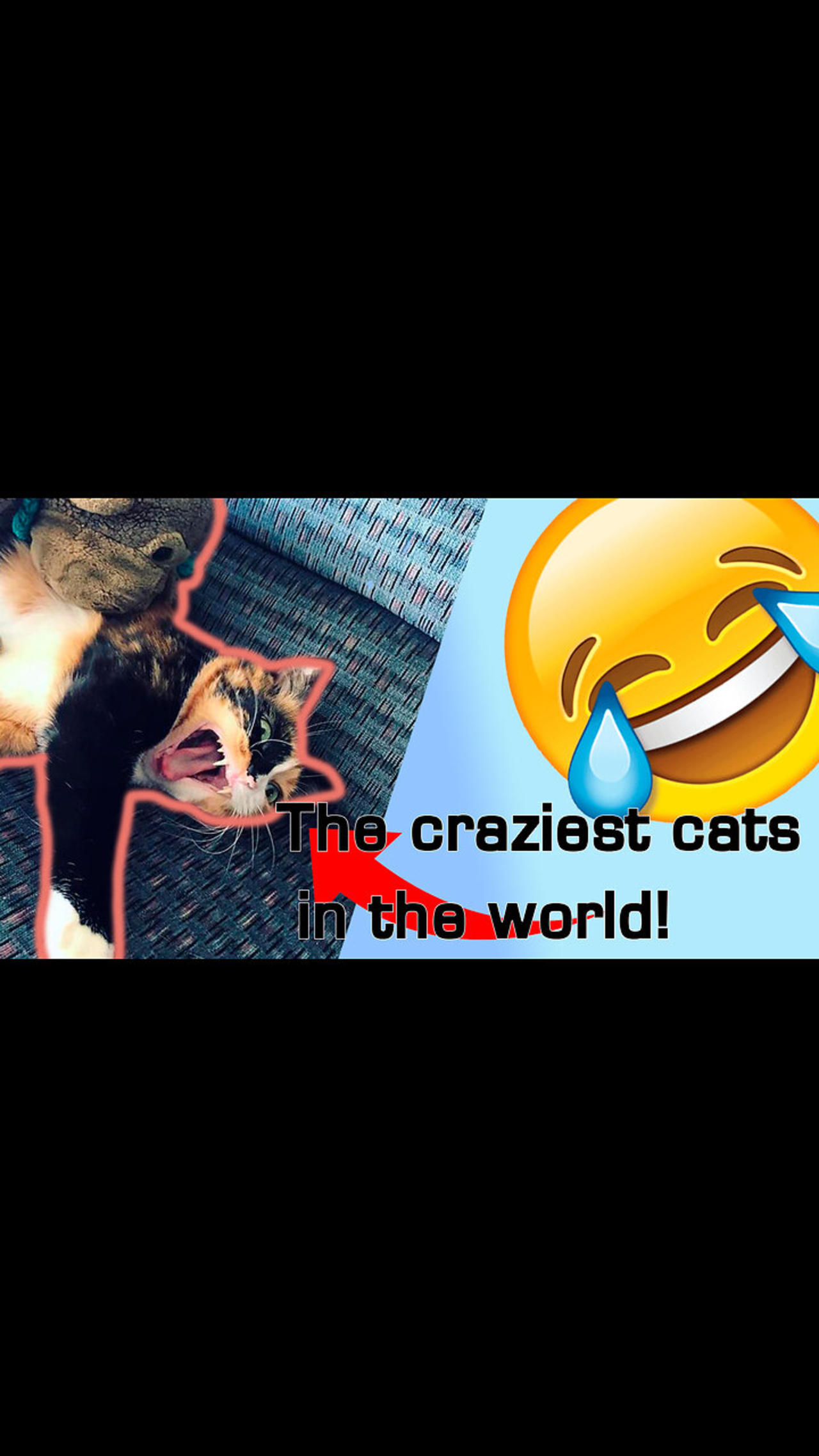 The craziest cats in the world! - Animal Fun - One News Page VIDEO