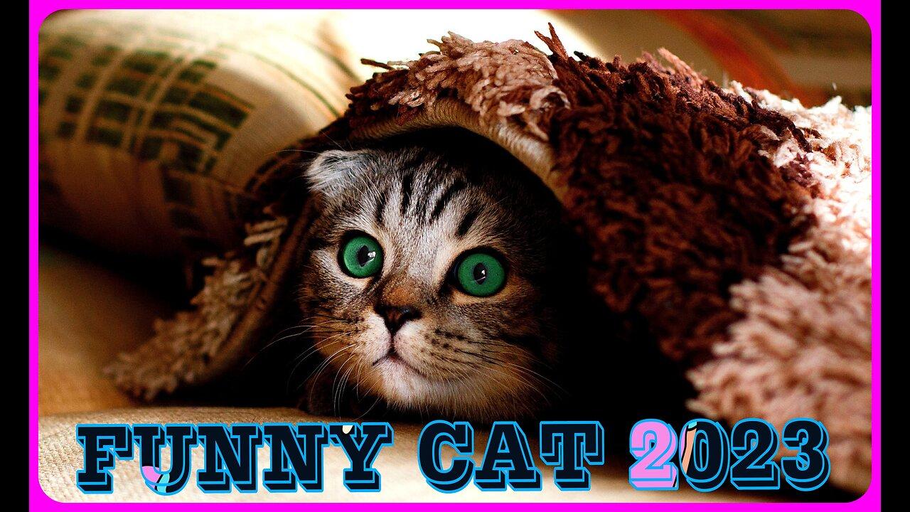 Funniest Animals 2023 ,Funny Dogs and Cats - One News Page VIDEO
