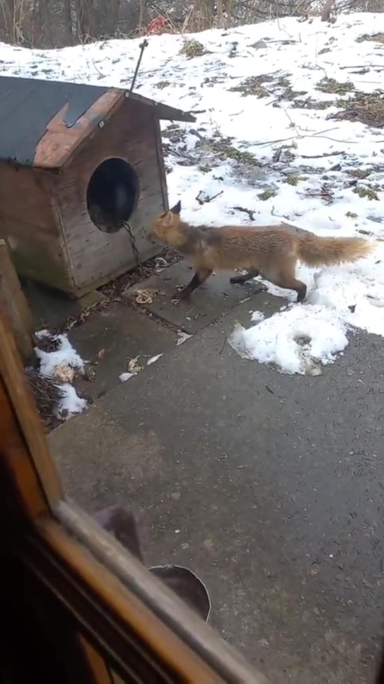 The mad fox attacked the dog. - One News Page VIDEO