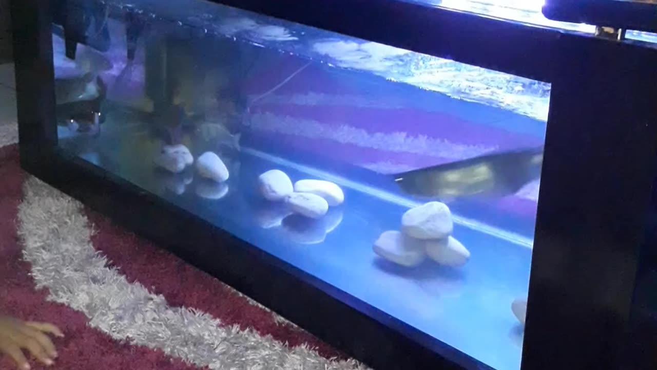 My son fed the arwana fish and it was very - One News Page VIDEO