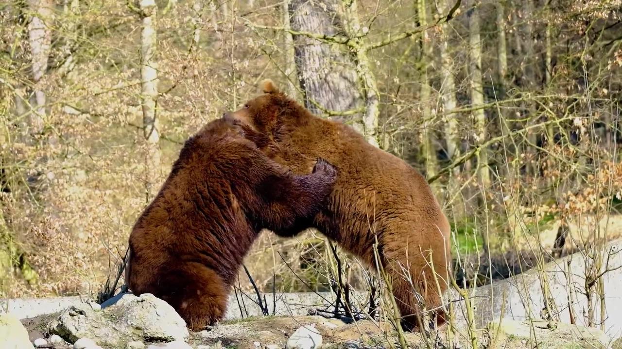 Amazing Nature Animal Scenery & Relaxing - One News Page VIDEO