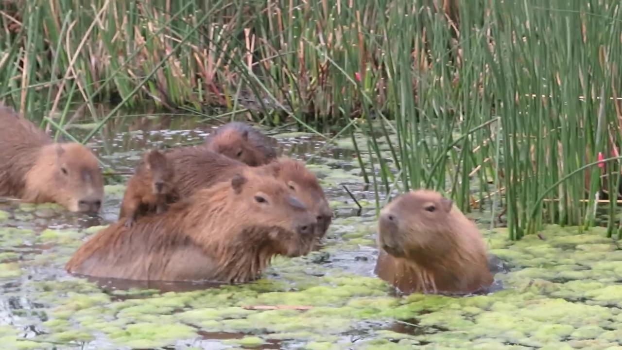 Capybara in its natural habitat - One News Page VIDEO