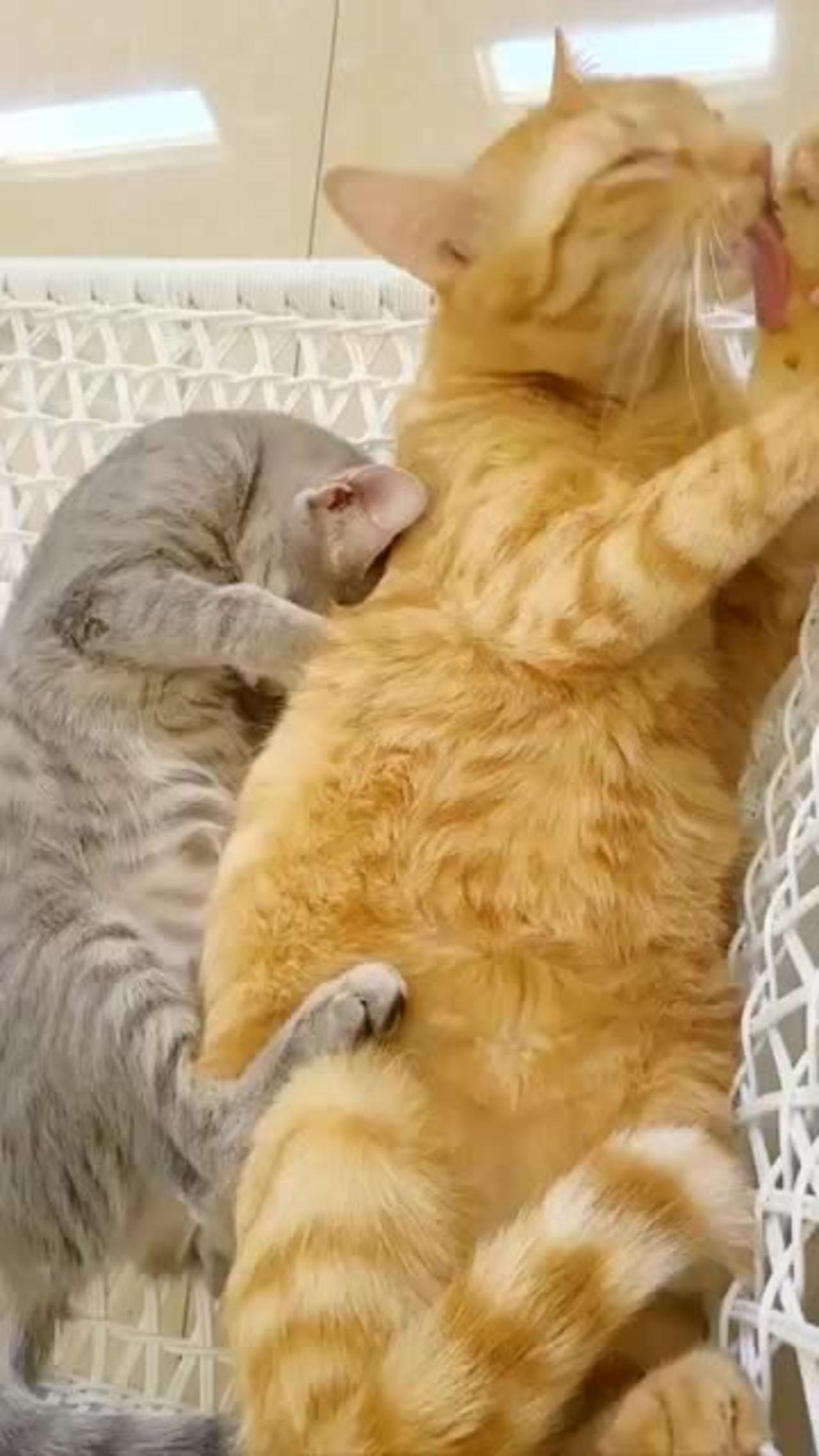 Cute cats love - One News Page VIDEO