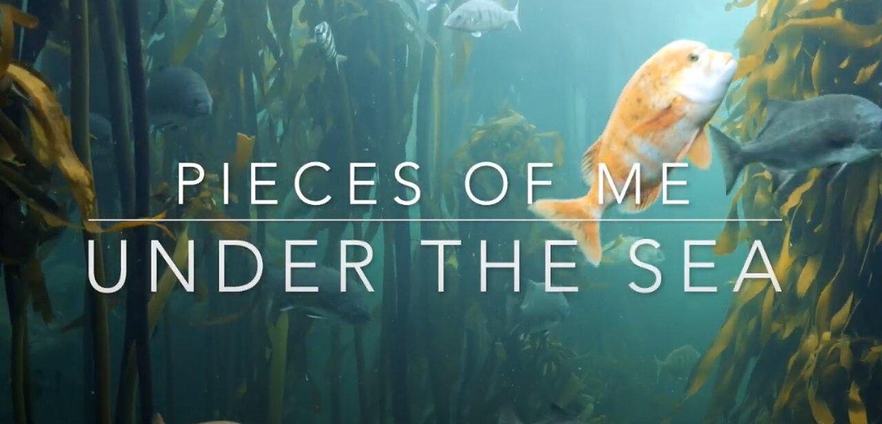 Sea Life | Calming with Beautiful Music - One News Page VIDEO