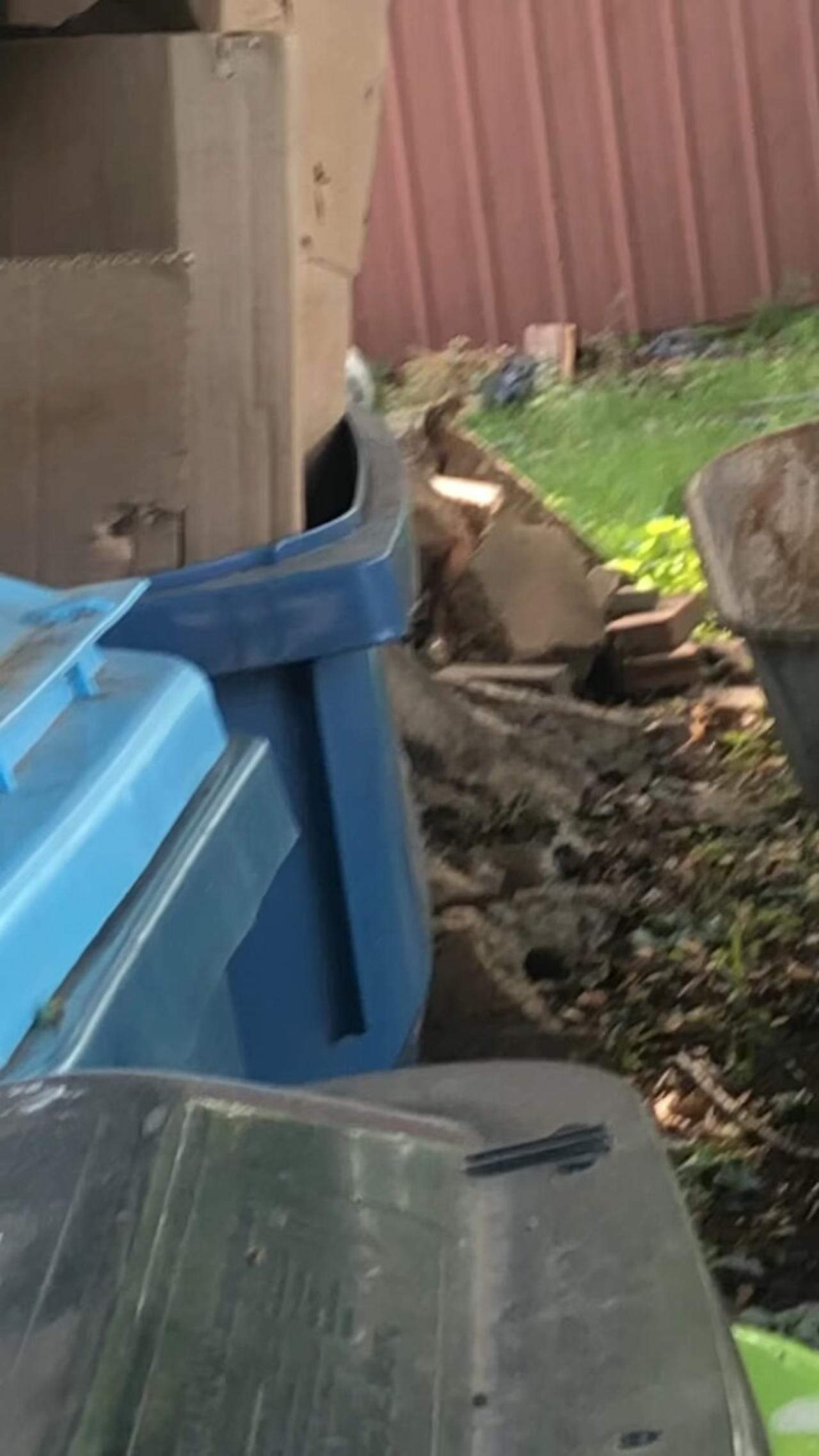 Chipmunk Hunting! - One News Page VIDEO