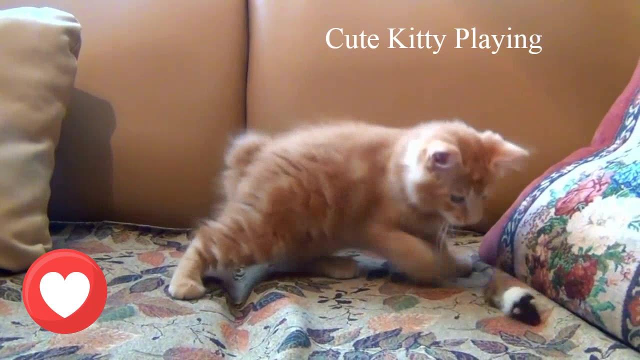 Cute Kitty Playing - One News Page VIDEO