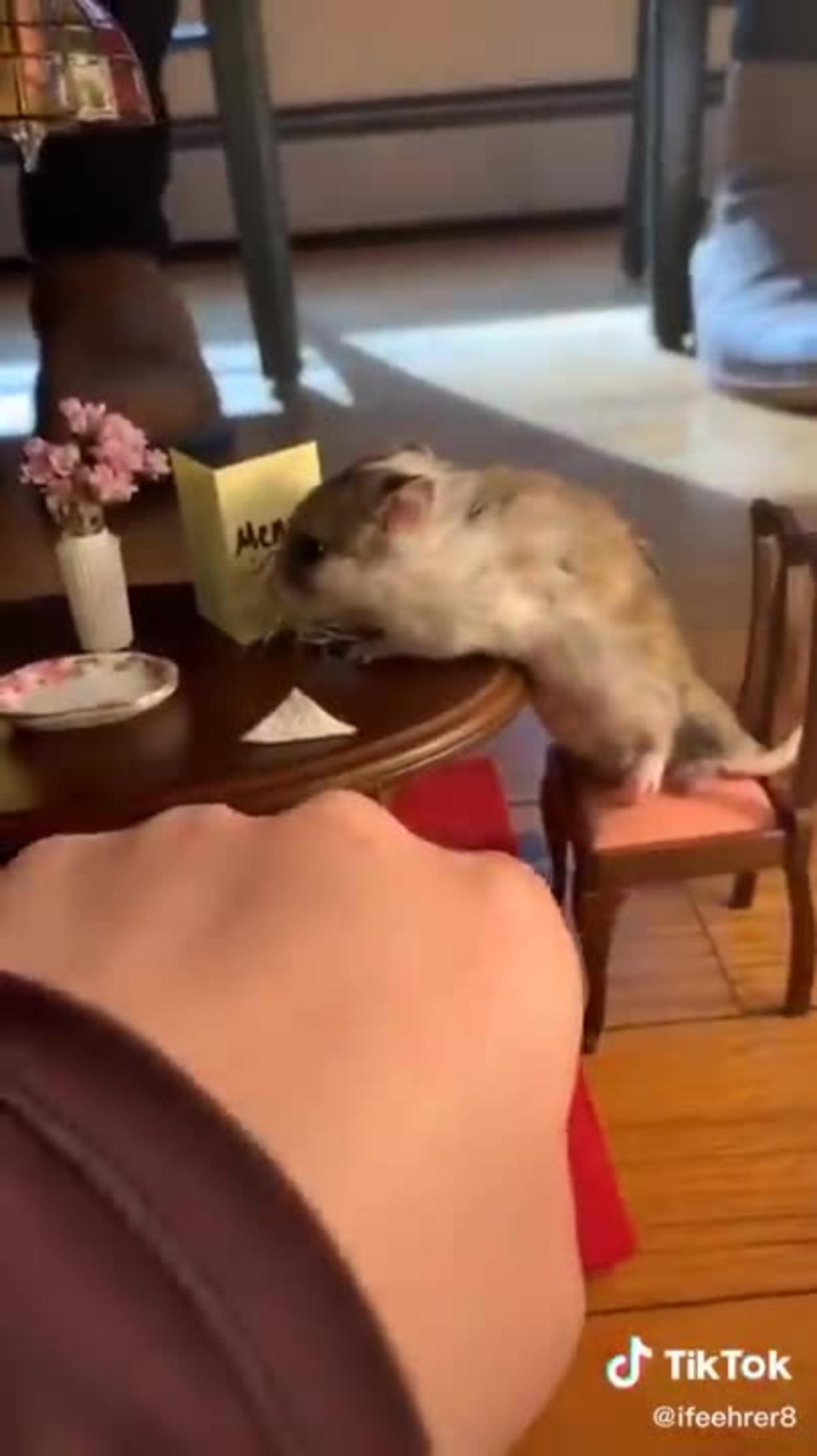 More Cute Animals for When You are Stressed - One News Page VIDEO