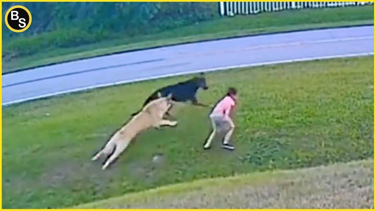 25 Hero Animals That Saved Human Lives - One News Page VIDEO