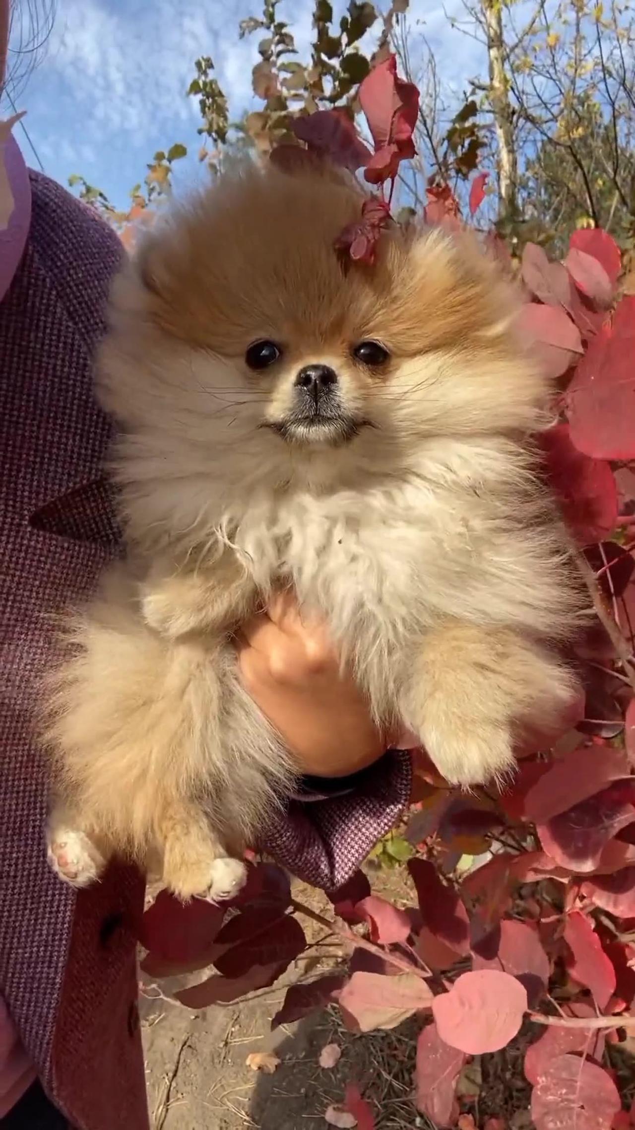 Cute Puppy 😃🐶 - One News Page VIDEO