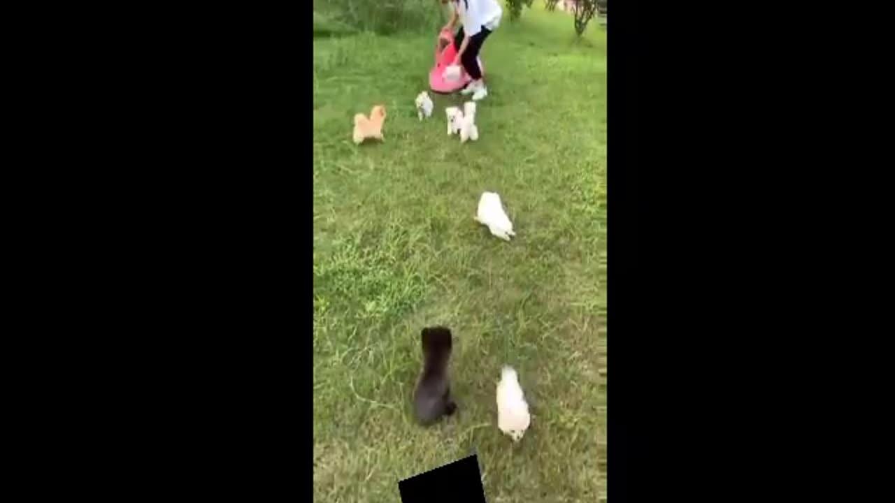 pet playing with girls showl fany video - One News Page VIDEO