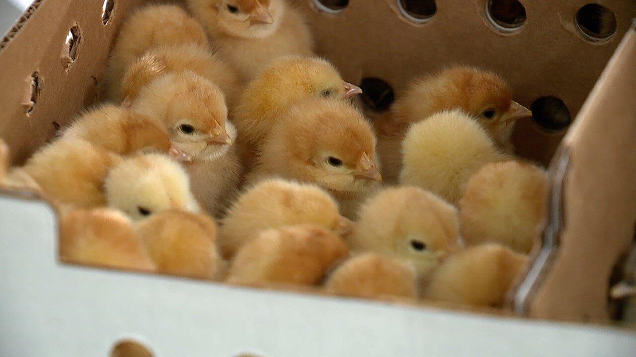 Battling Inflation: The Mt. Healthy Hatchery - One News Page VIDEO