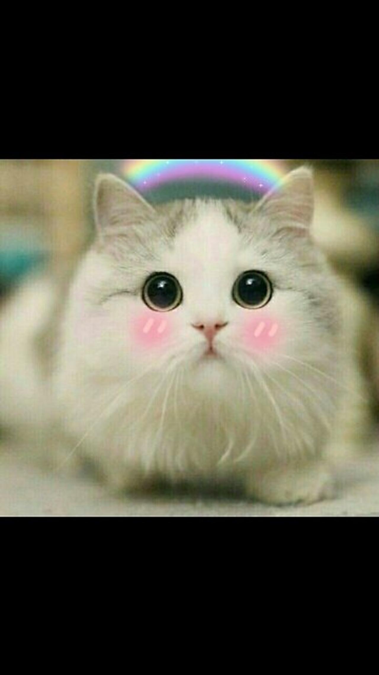 Cute Animals for When You are Stressed - One News Page VIDEO