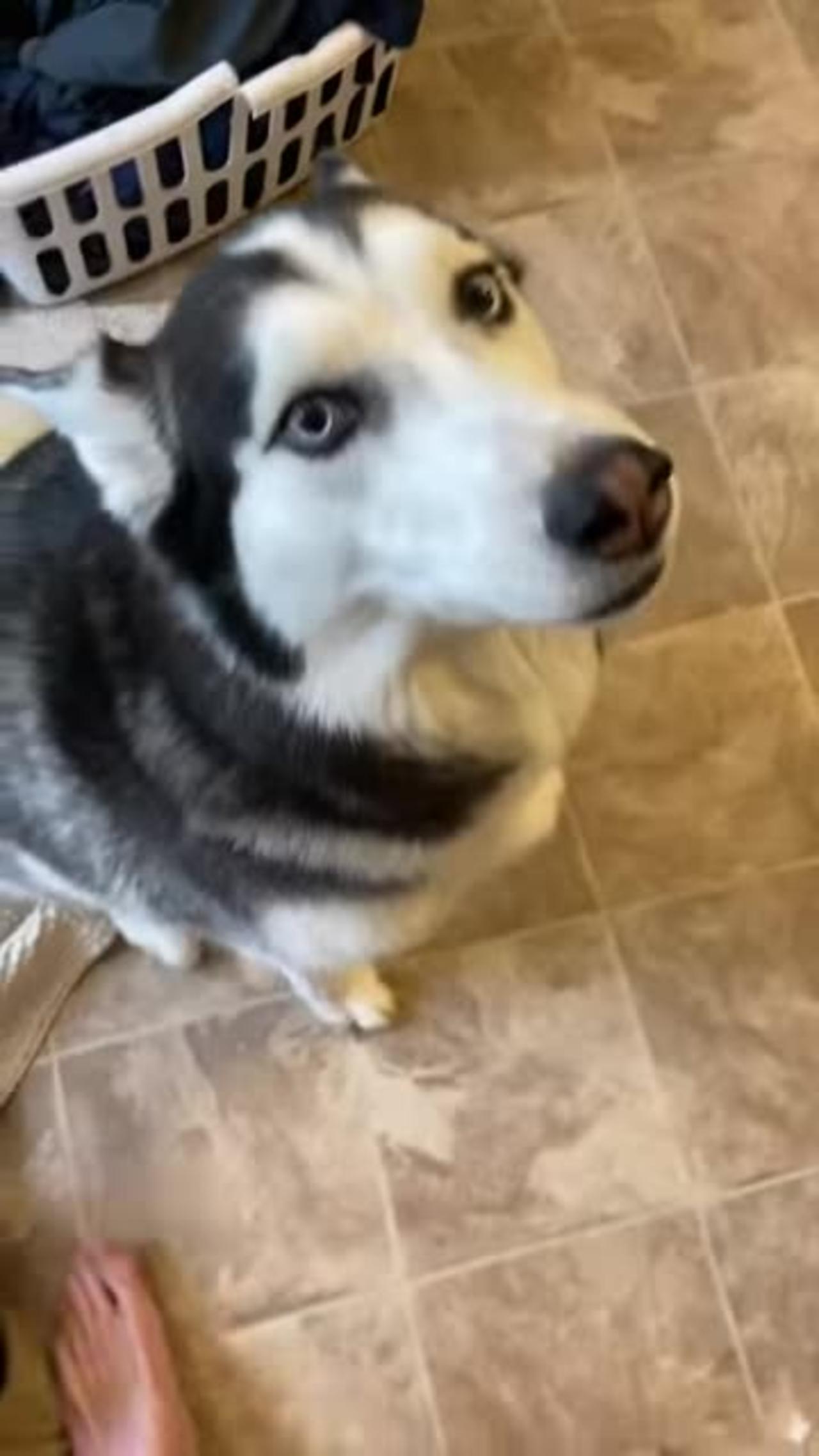 Guilty Husky Tries To Blame Other Dog! #shorts - One News Page VIDEO