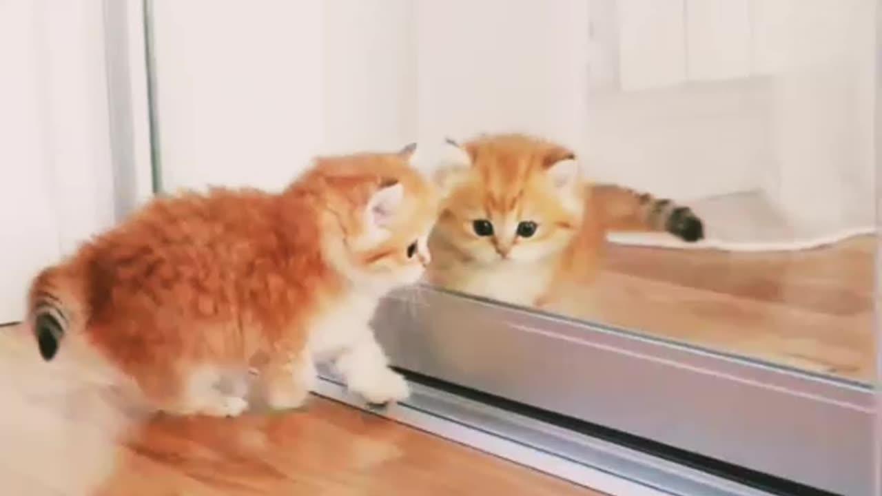 Mom Cat playing and talking to her Cute Meowing - One News Page VIDEO