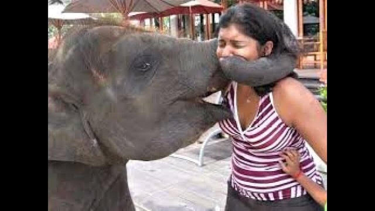 Funny elephant video - One News Page VIDEO