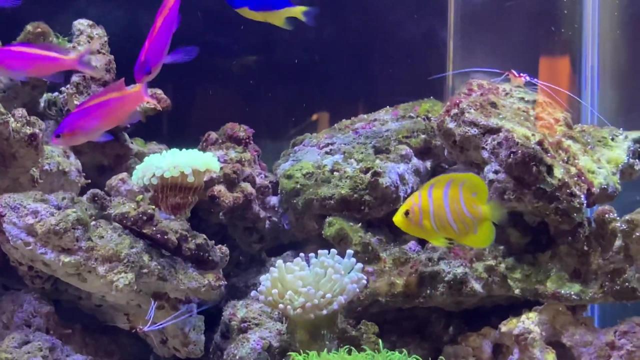 purple queen anthias regal angelfish - One News Page VIDEO