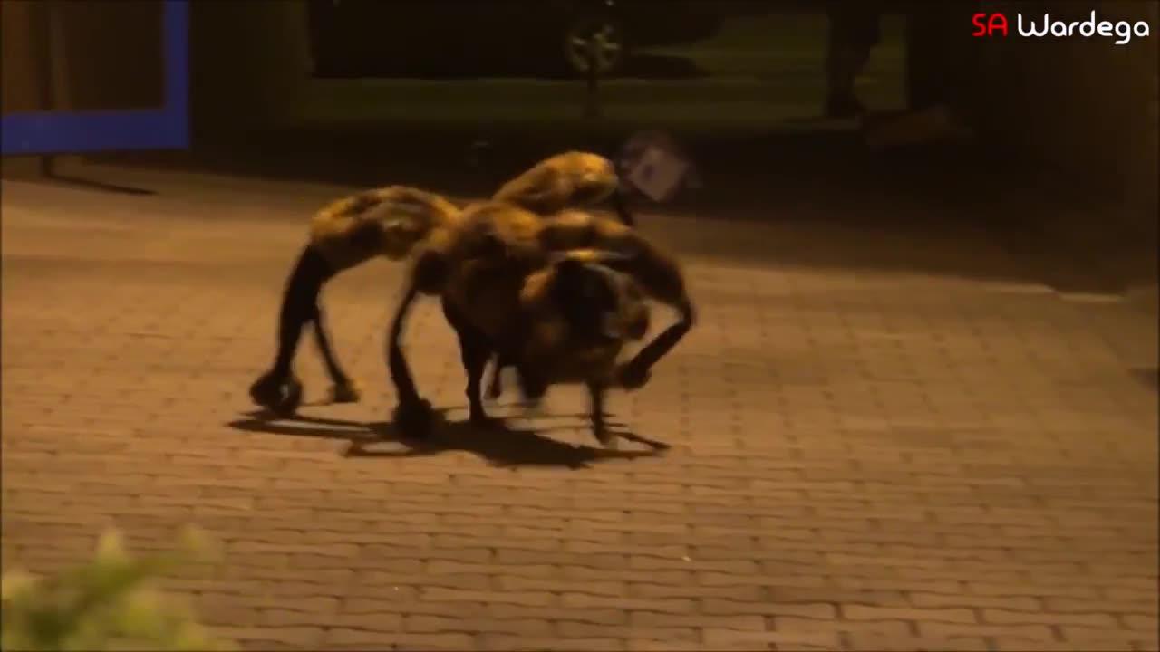 Scary Video! - One News Page VIDEO