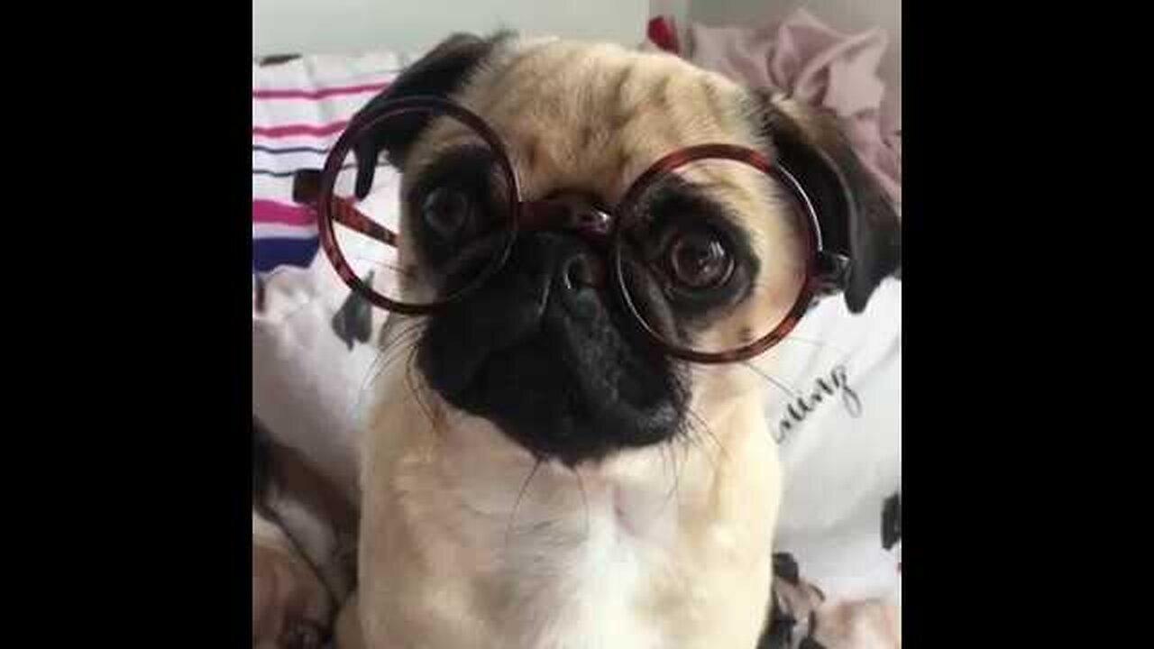 Hahaha very funny moments with pets - One News Page VIDEO