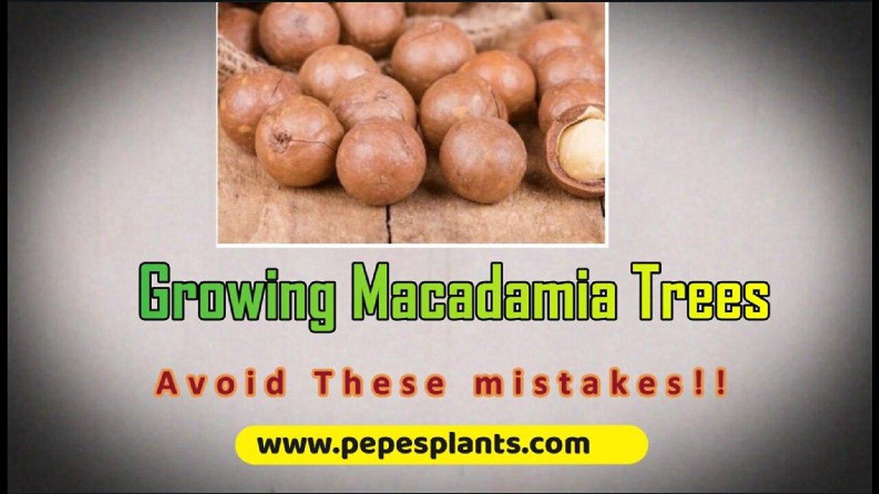 Macadamia Tree Growing Mistakes Don't - One News Page VIDEO