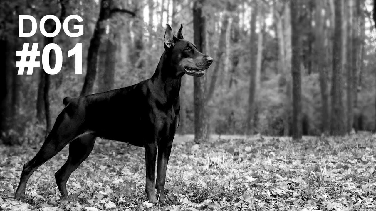 DOGS BARKING | Sound Effects [High Quality] - One News Page VIDEO