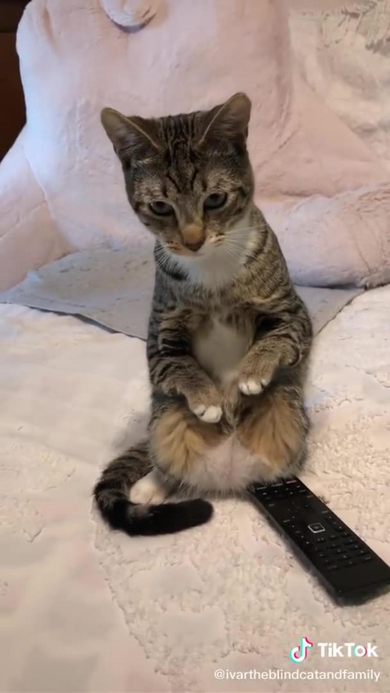 Cute Animals When You are Stressed - One News Page VIDEO