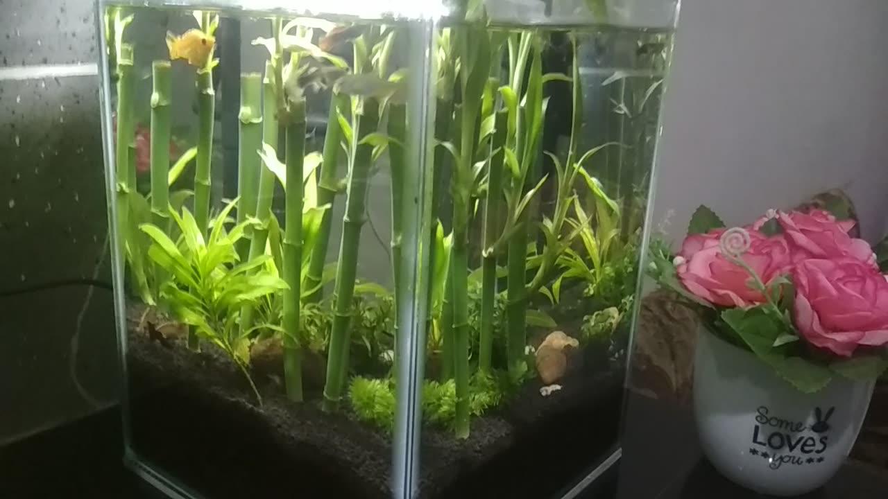 Beautiful Aquascape in World #3 - One News Page VIDEO