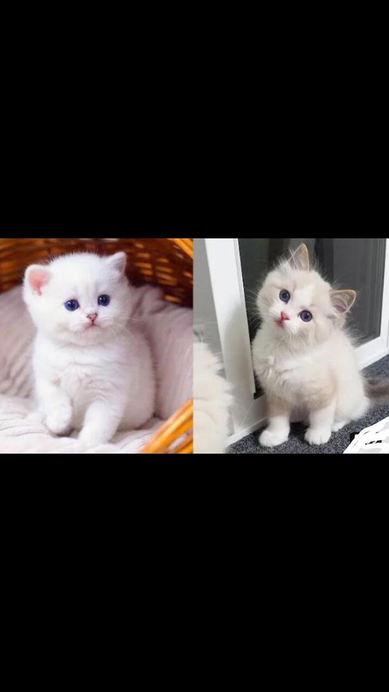 Cat-astrophe! Hilarious Feline Fails and Funny - One News Page VIDEO