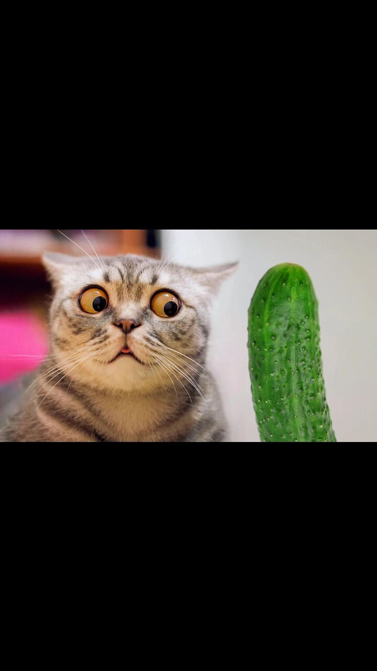 Funny moments with animals - One News Page VIDEO