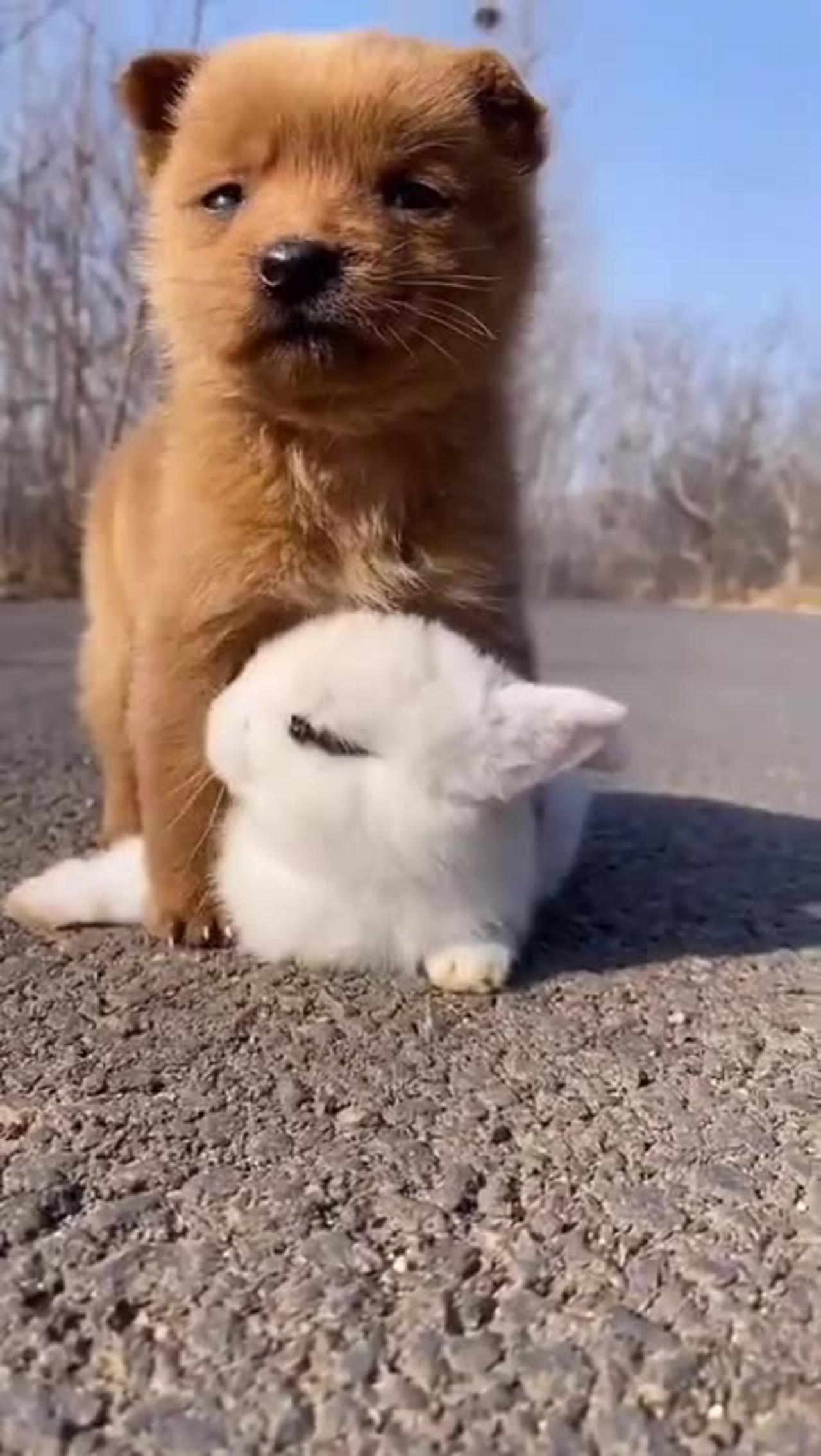 Super Cute Pets Playing - One News Page VIDEO