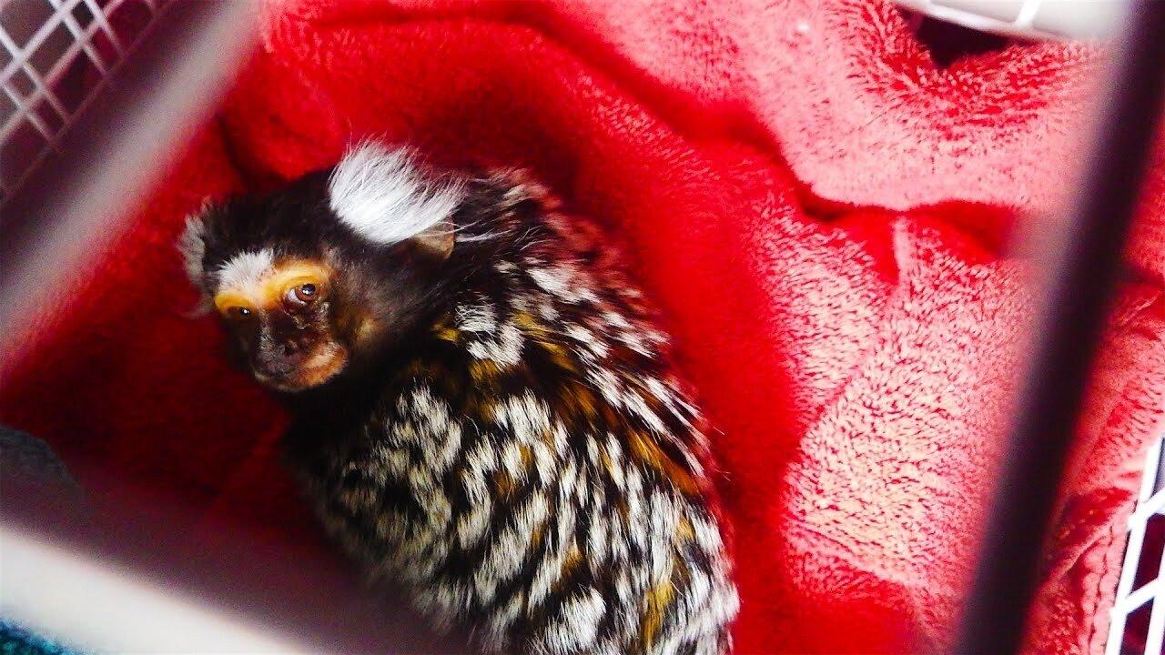 Should Primates be Kept as Pets? - Dan O’Neill - One News Page VIDEO