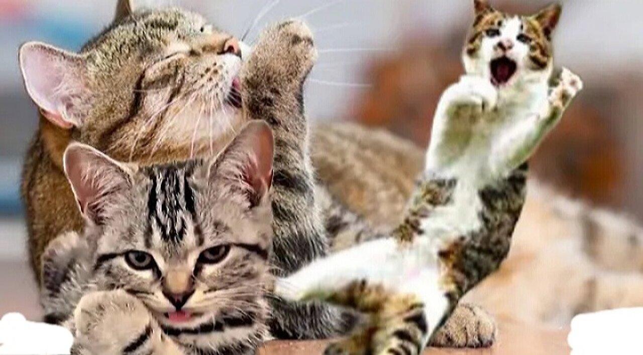 Feline Follies: Hilarious Cat Mishaps on the - One News Page VIDEO