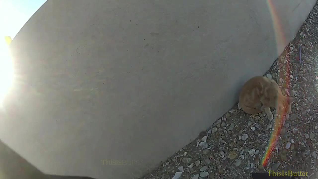 Arizona trooper rescues stranded cat along I-10 - One News Page VIDEO