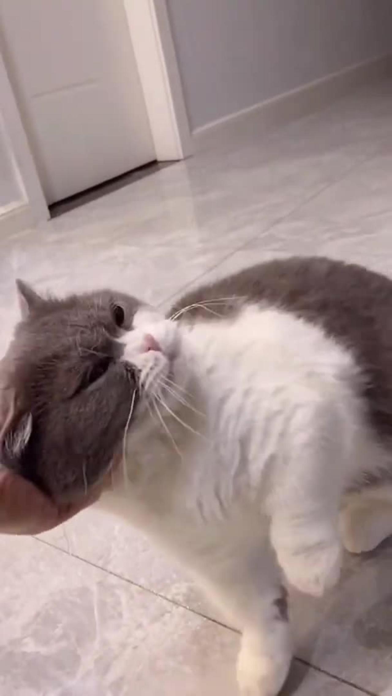Cat crying short video - One News Page VIDEO