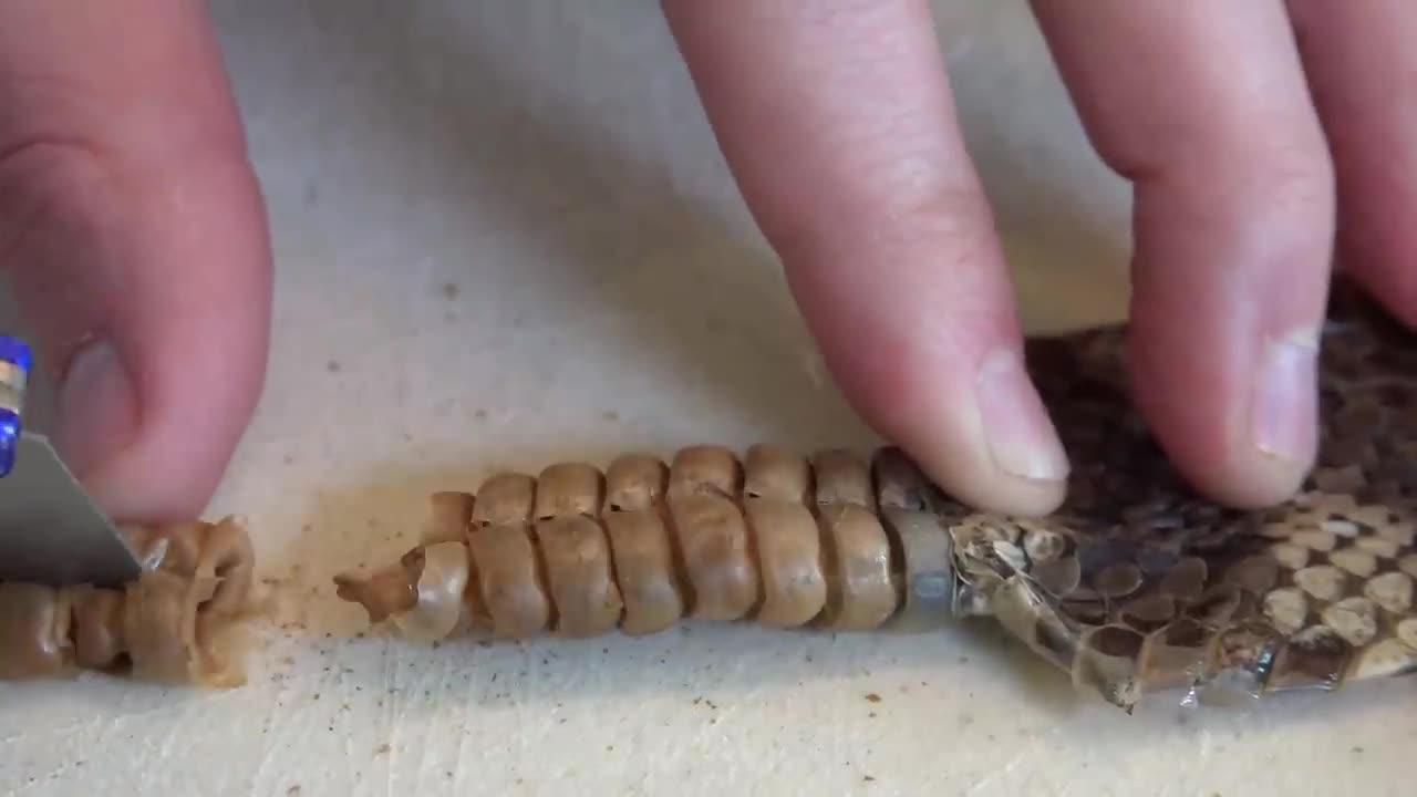 What's inside a Rattlesnake Rattle? - One News Page VIDEO