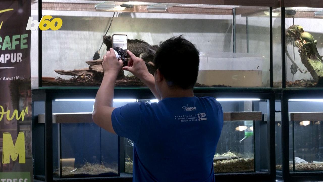 Check Out This Reptile Café in Malaysia! - One News Page VIDEO