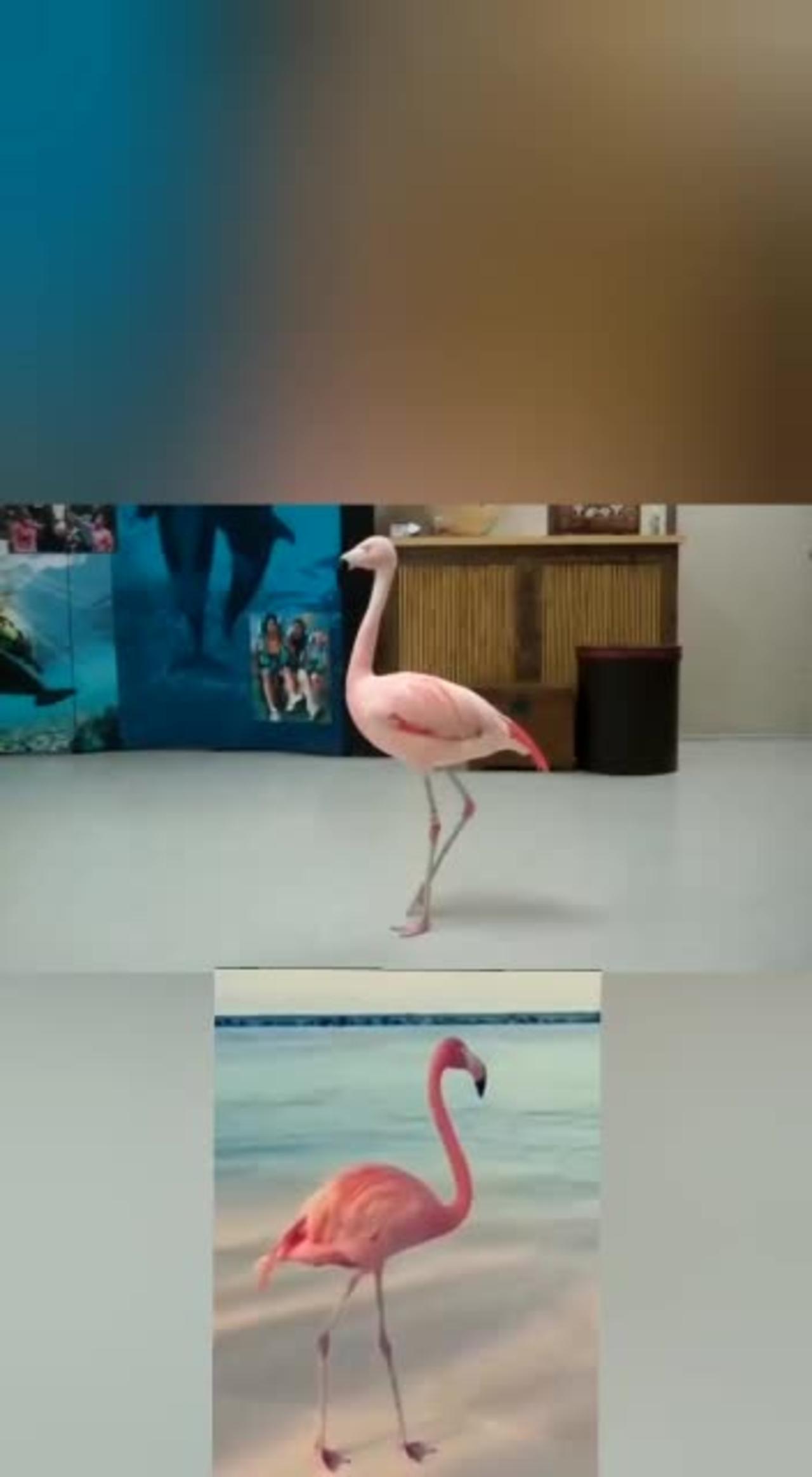 Funny Flamingo dance - One News Page VIDEO