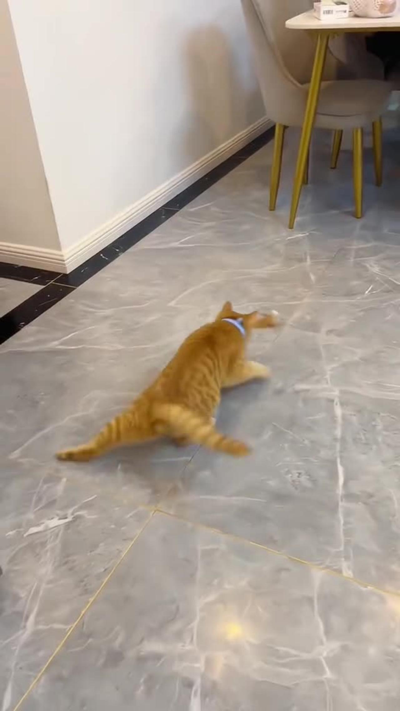 Cat 🐈 😻 - One News Page VIDEO